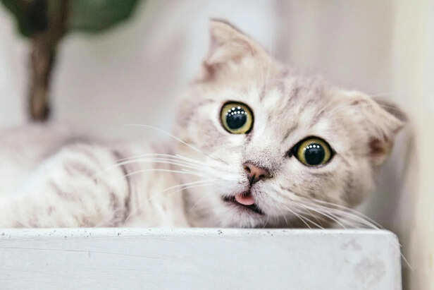The munchkin cat: Cute or controversial