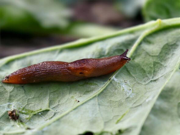 Monty Don's foolproof methods to stop slugs and snails damaging your garden