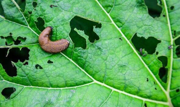 Monty Don's foolproof methods to stop slugs and snails damaging your garden
