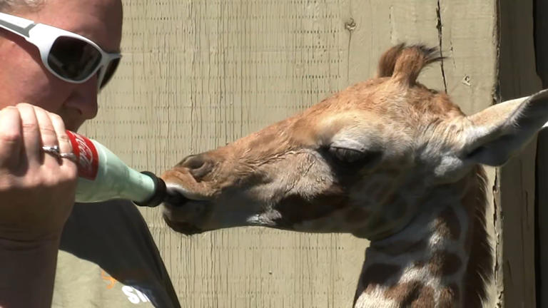 Santa Rosa's Safari West bottle-feeds baby giraffe goat milk from Coke ...