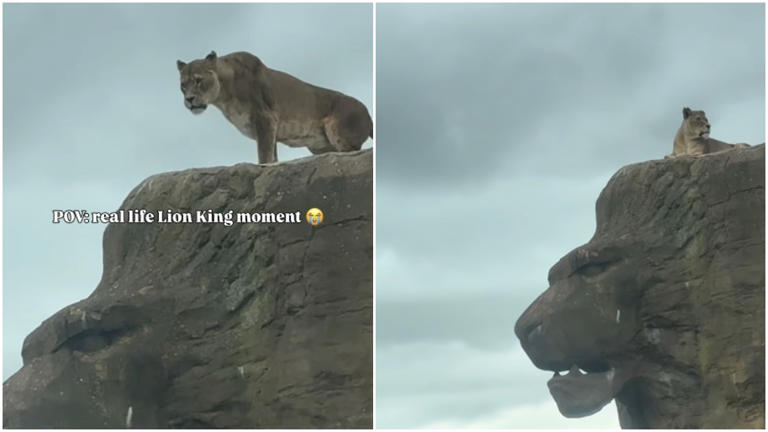 Pakistani woman records real-life Lion King moment as lioness recreates ...