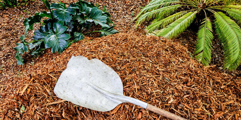 This is the biggest mulching mistake gardeners make