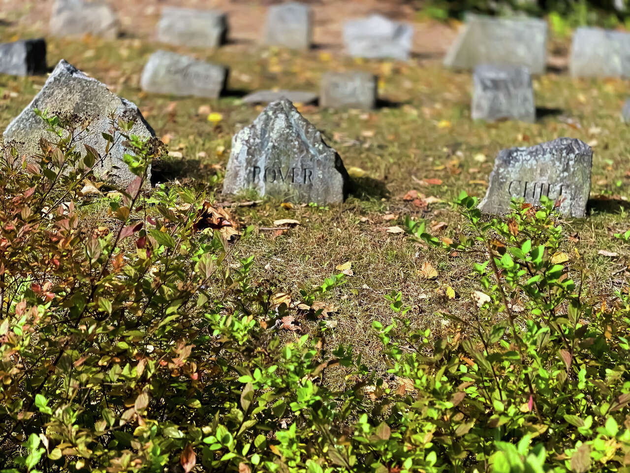 Is it illegal to bury a pet in your backyard in Texas?