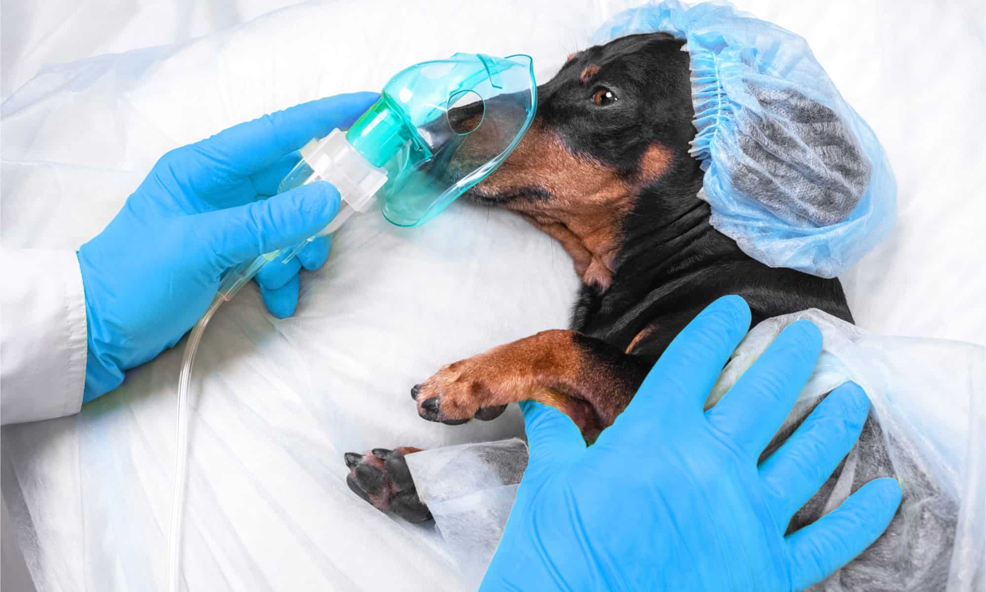 Your pet stopped breathing. Here’s what to do next