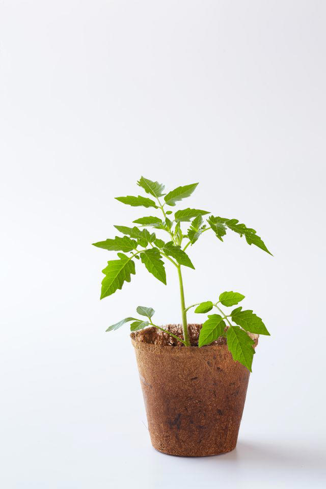 9 common tomato-growing mistakes to avoid for a bigger harvest