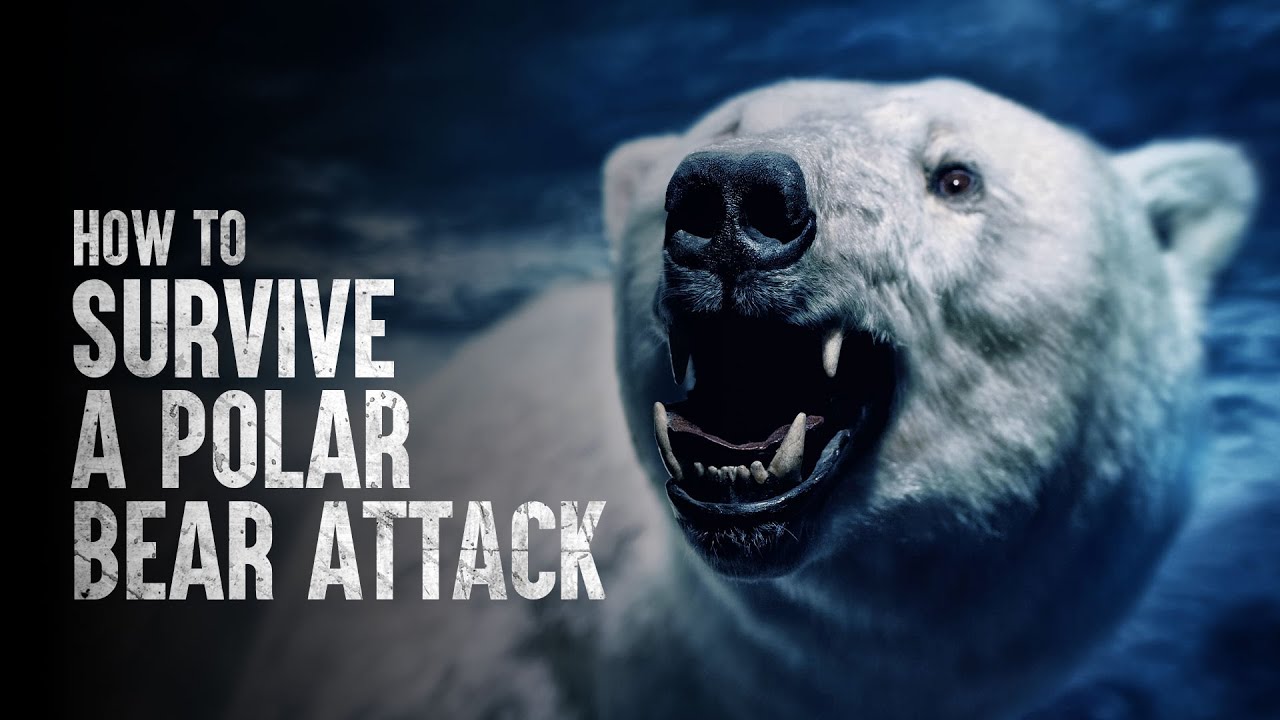 Discover the essential survival advice to survive a polar bear