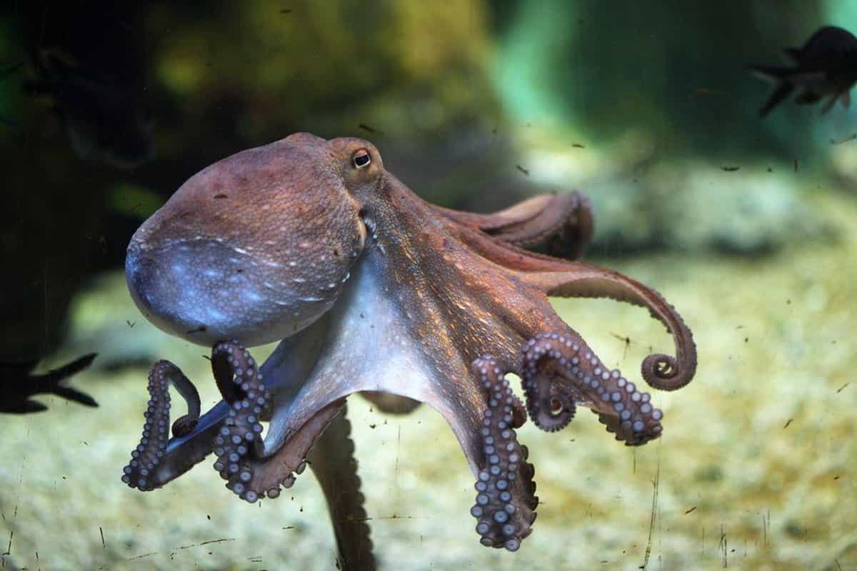 Reasons to fear an octopus apocalypse