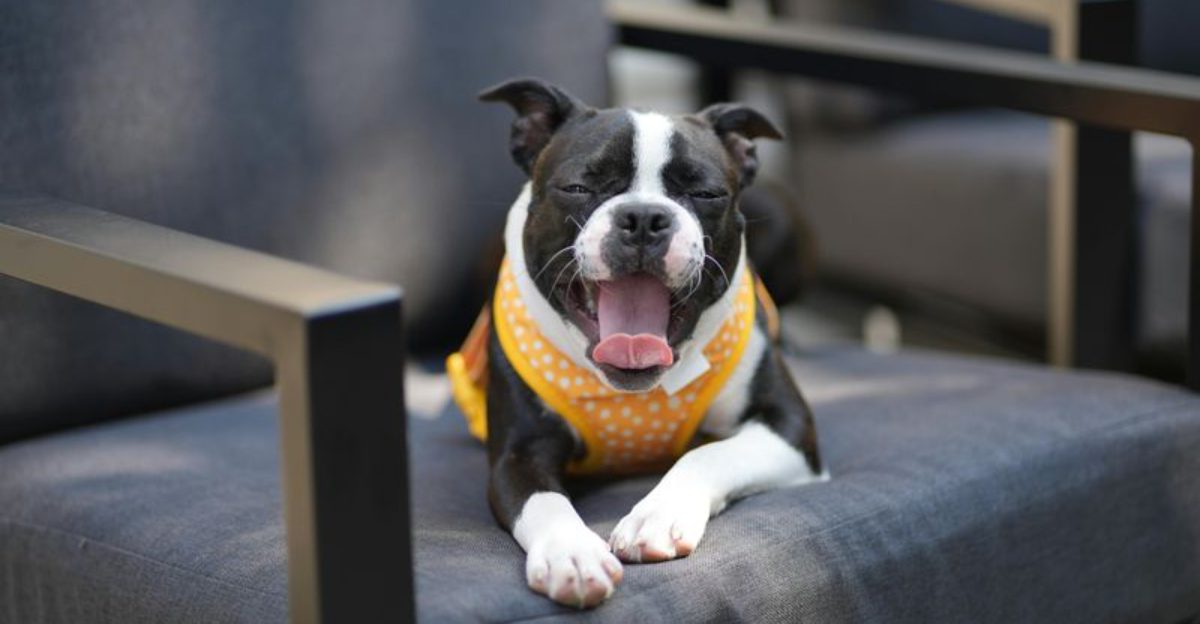 Looking for a budget dog? These 11 breeds fit perfectly