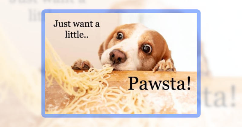 25 precious pupper pawsts for doggo parents who need more dogs in their ...