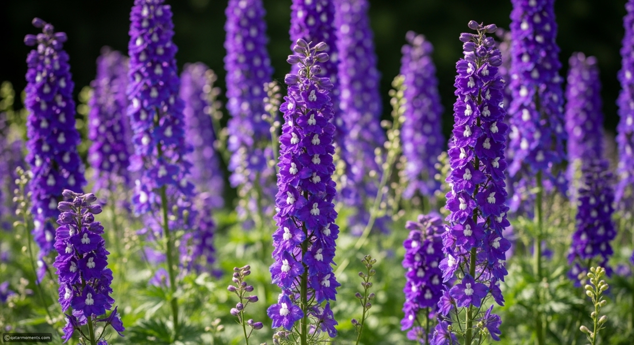 It’s not too late to plant these beautiful flowers that grow easily ...