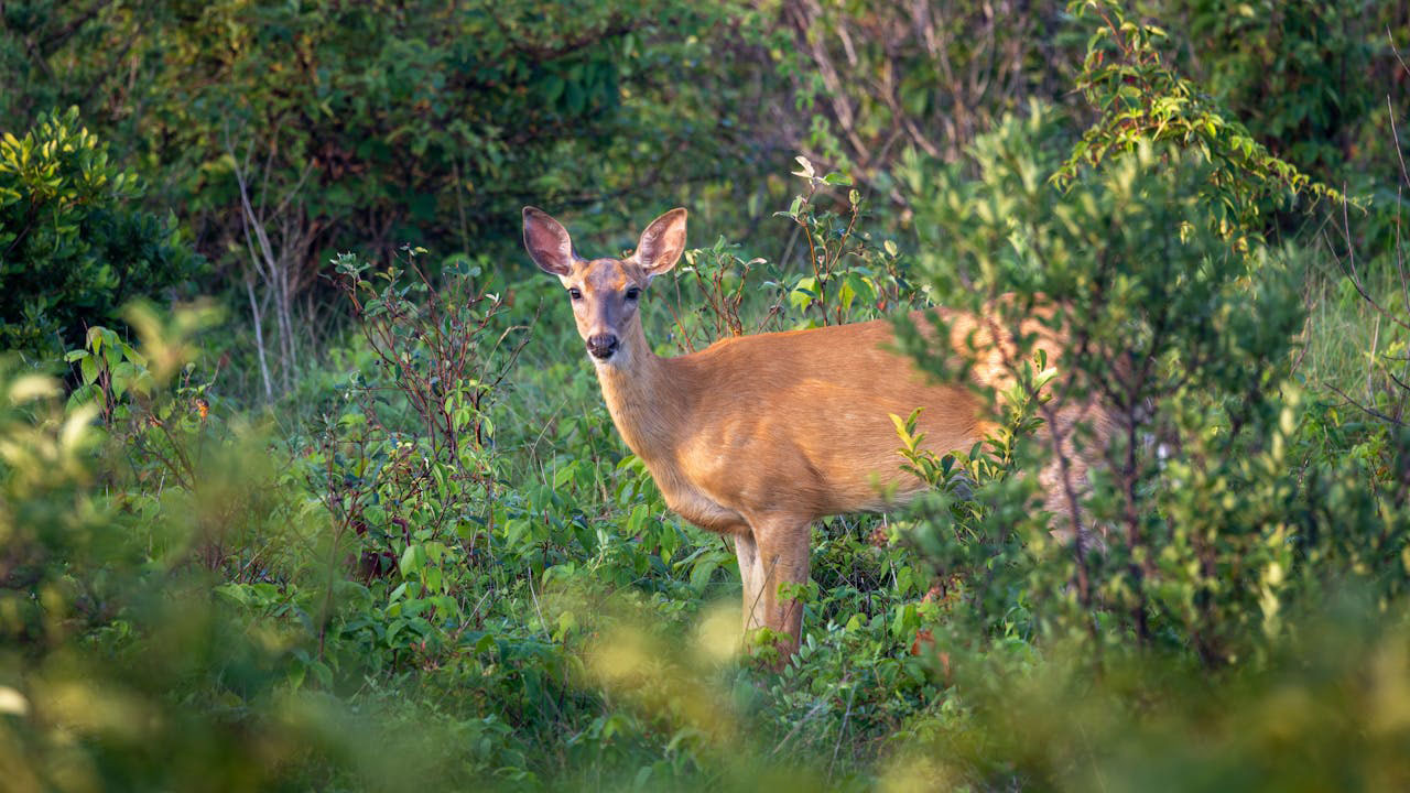 15 states where predator populations are changing deer behavior