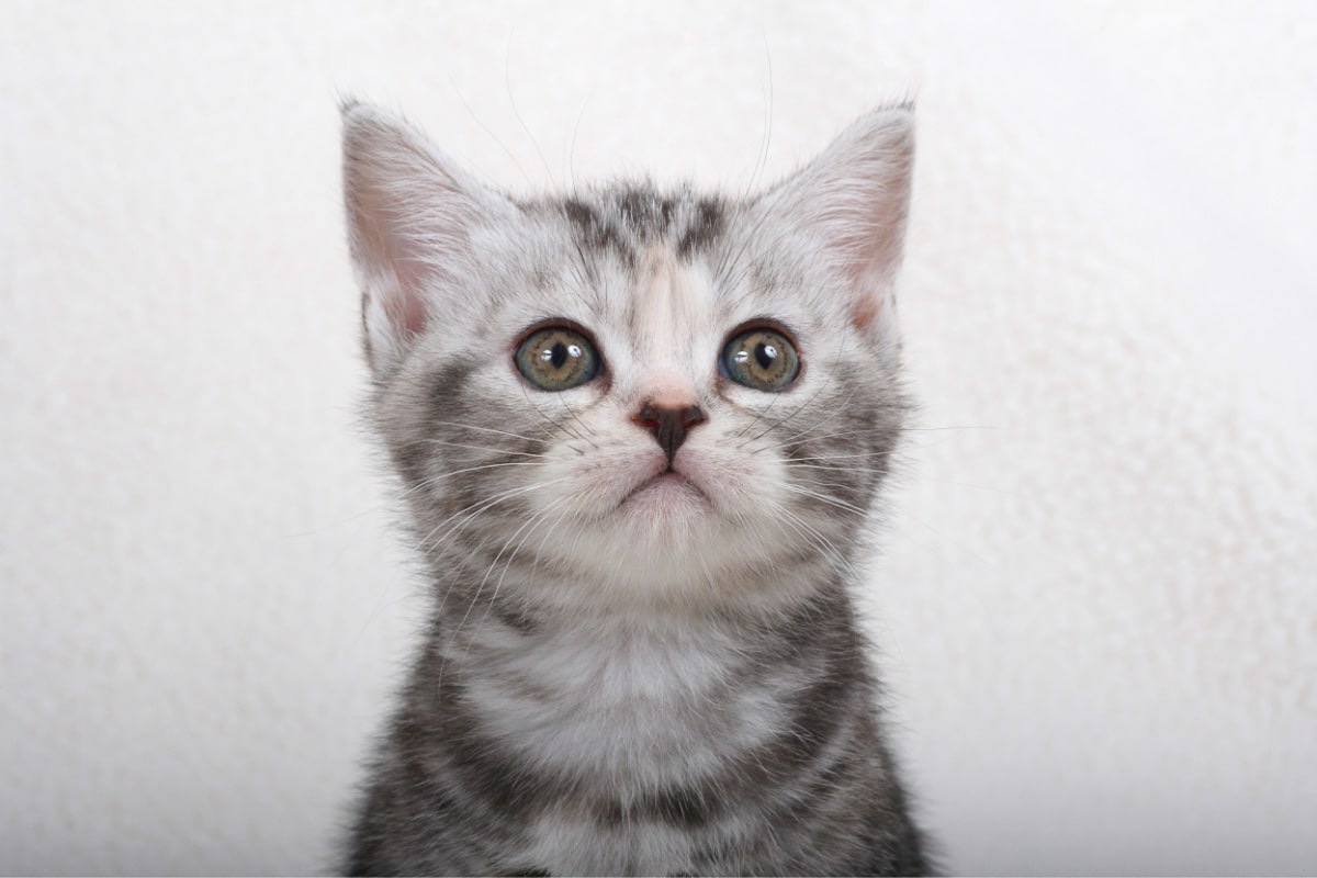 These cat breeds get called dumb — here’s what it really means