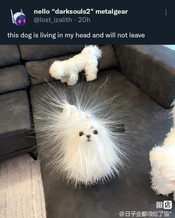 25 precious pupper pawsts for doggo parents who need more dogs in their ...