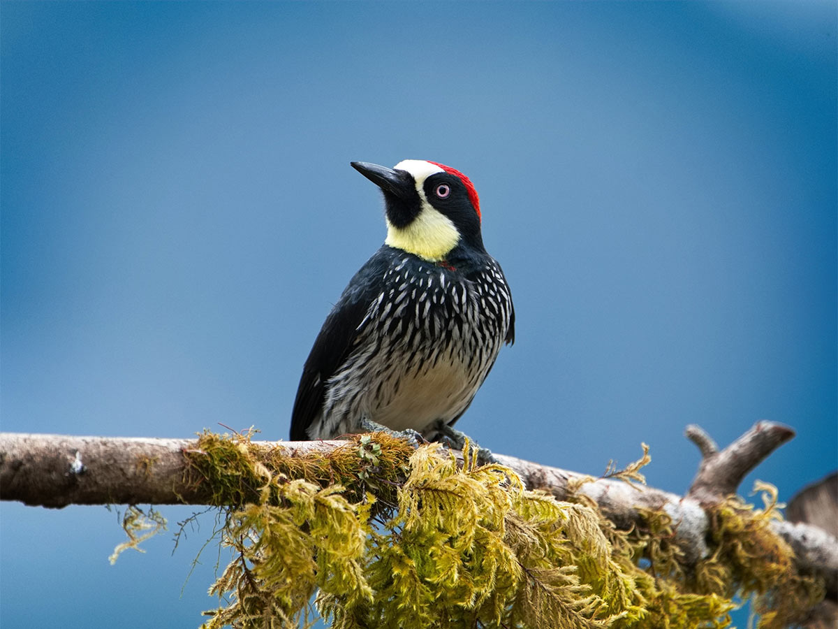 Inside Costa Rica’s birdwatching paradise—what you might spot