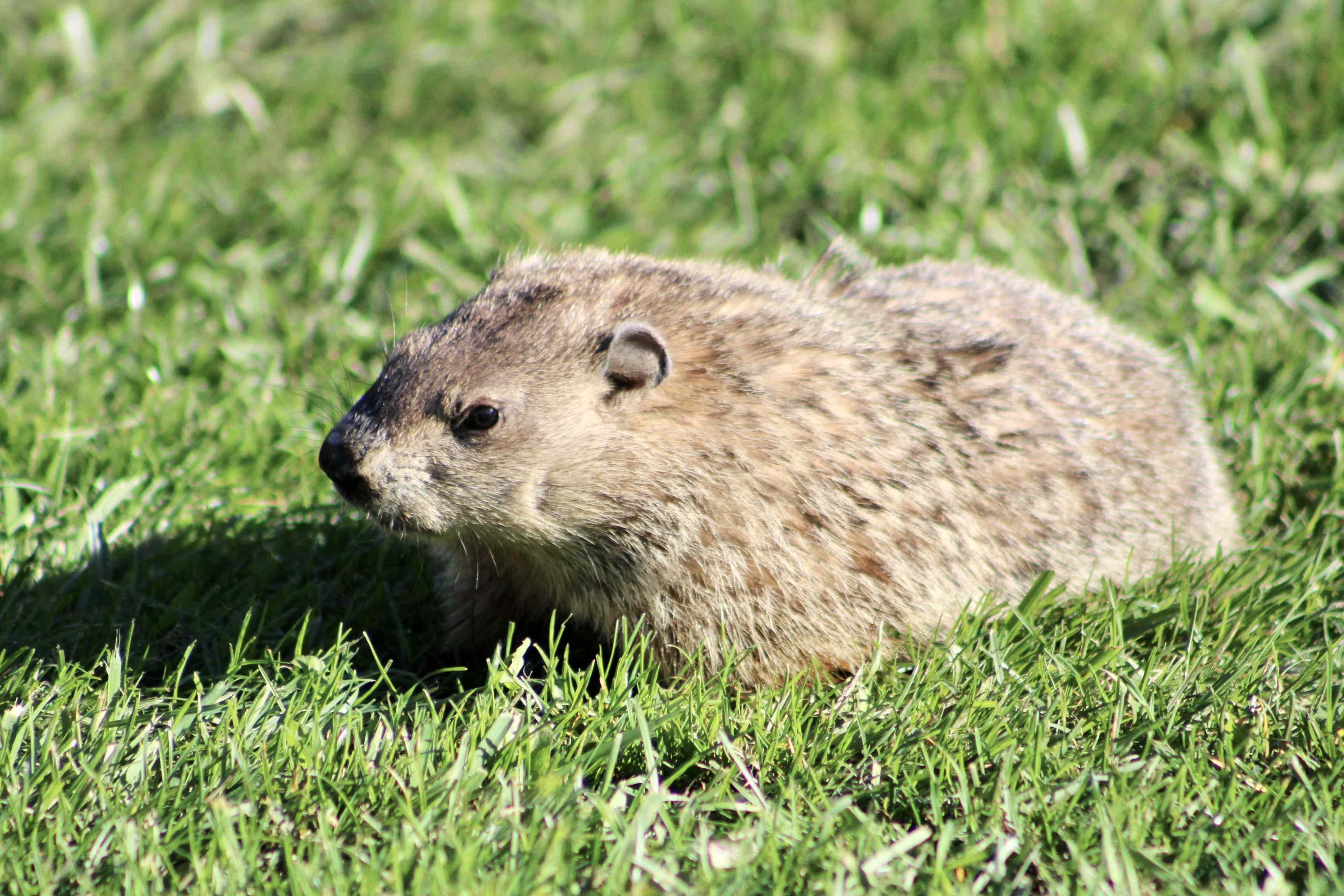 How to get rid of groundhogs under your home—and stop them from coming back