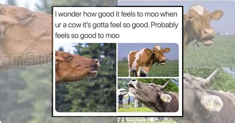 31 cow memes to moo-ve your mood in the right direction