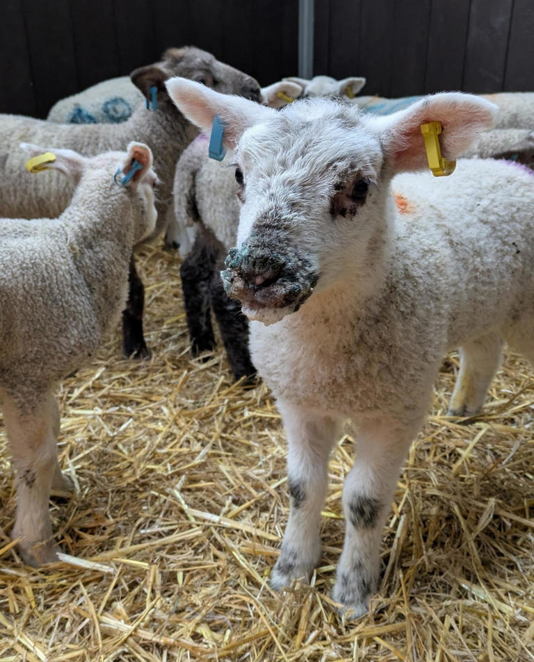 New Royal Veterinary College research sheds light on orf management on ...