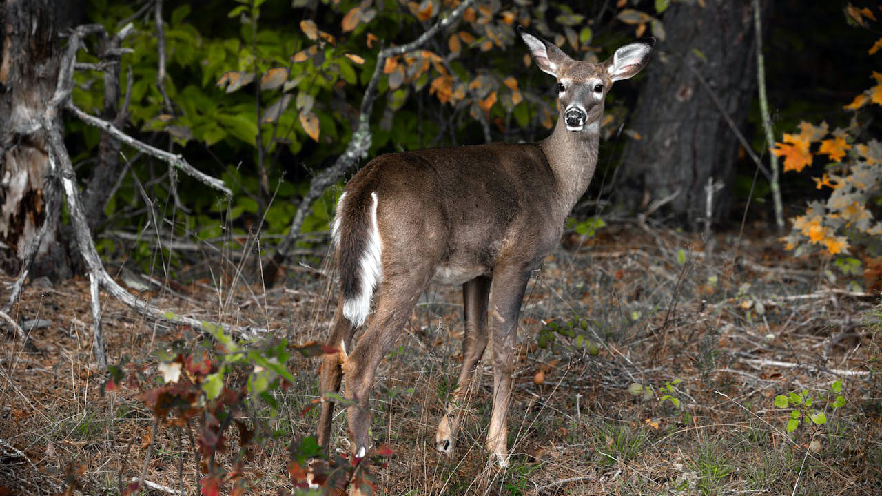 15 states where predator populations are changing deer behavior