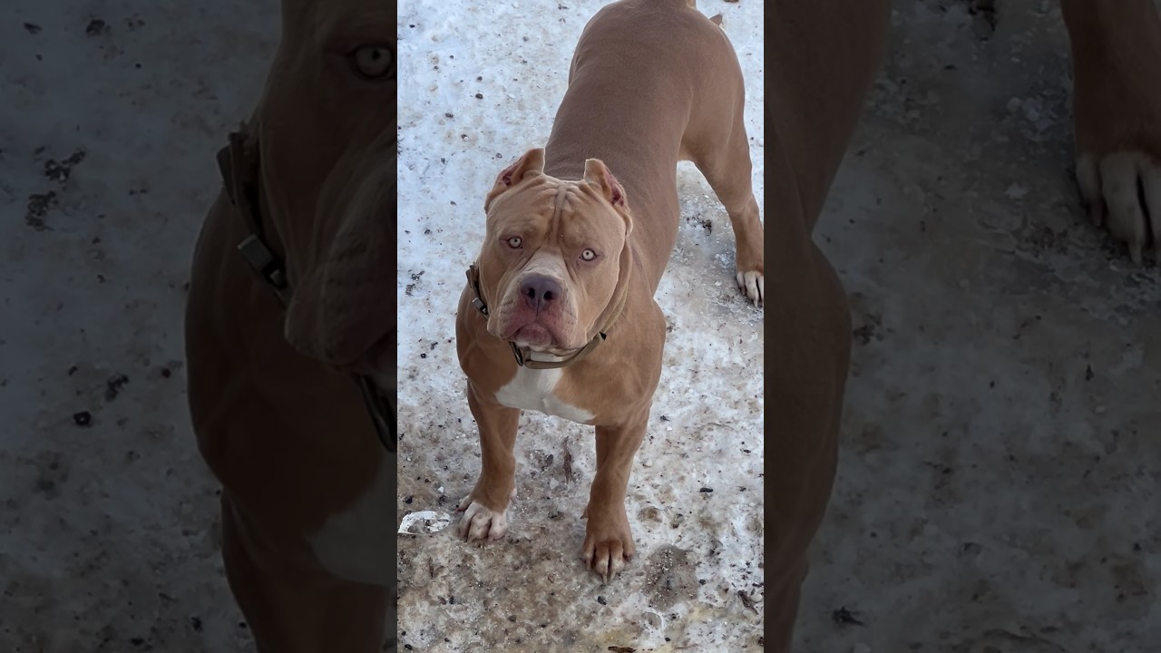 A truly beautiful dog in every way