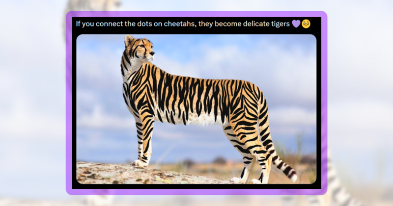 20 big cat memes for a wonderfully warm scroll through the wild side