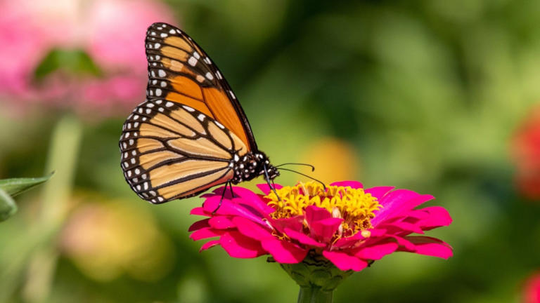 7 zinnias that butterflies and hummingbirds can’t resist
