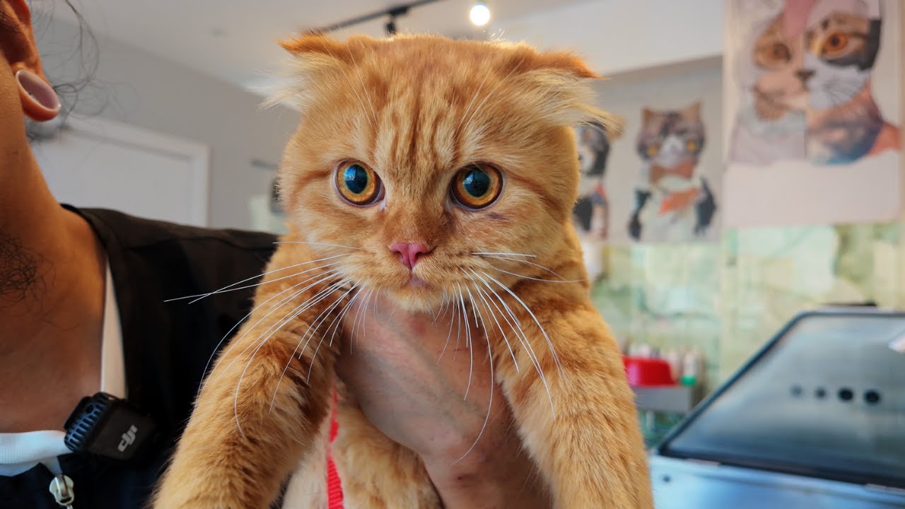 Nathan the chill ginger cat