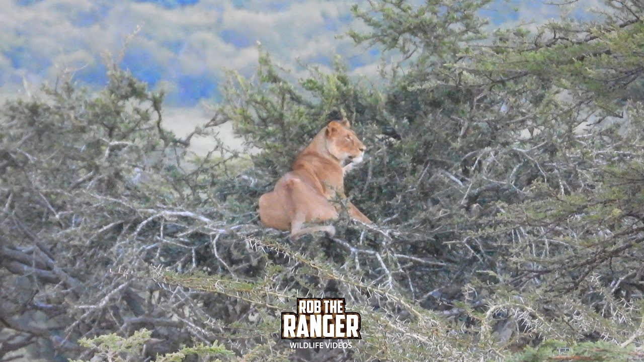 Acrobatic tree-climbing lions rest high in the green branches