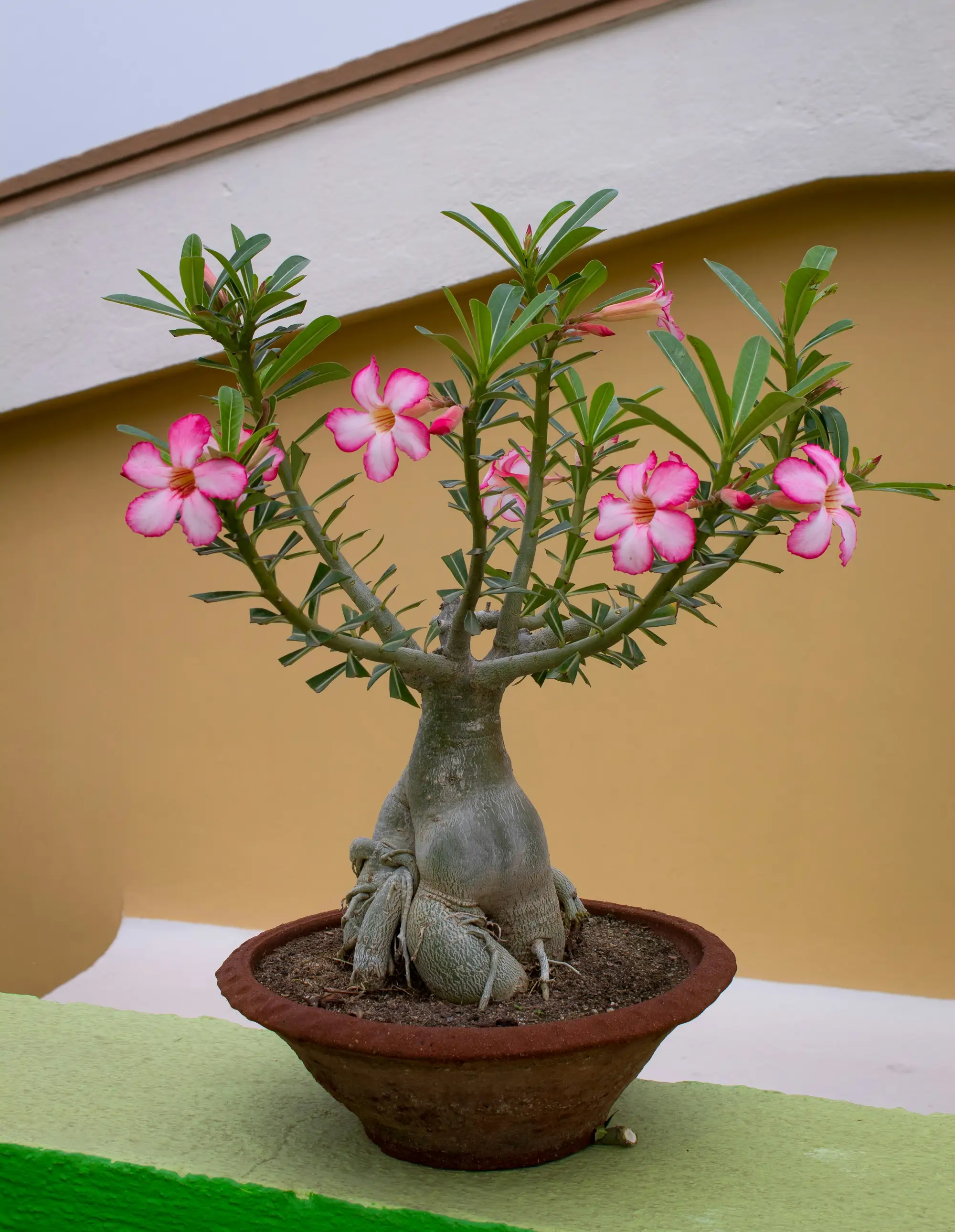 20 plantas suculentas bonitas con flor para llenar de color nuestro hogar