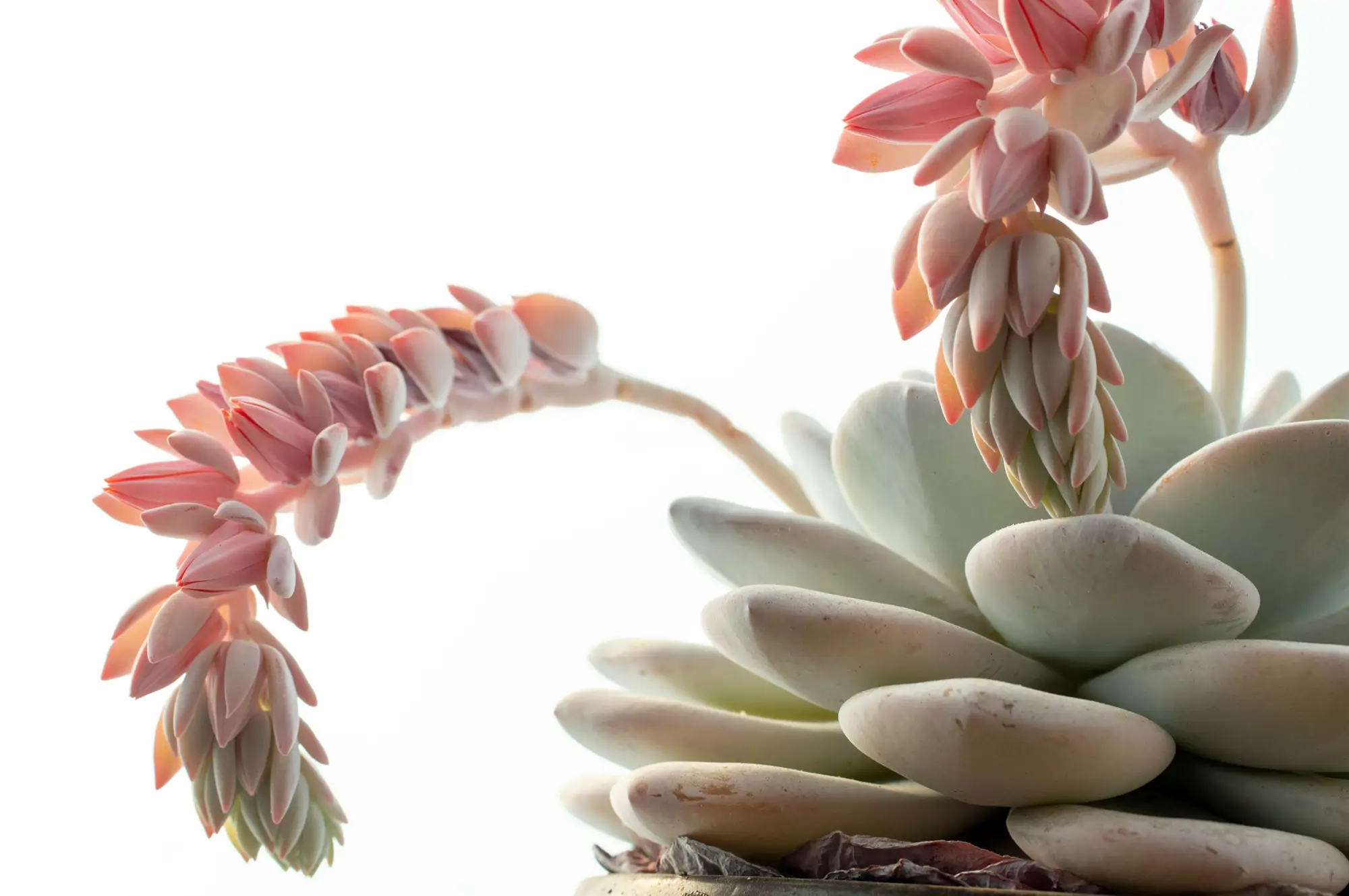 20 plantas suculentas bonitas con flor para llenar de color nuestro hogar