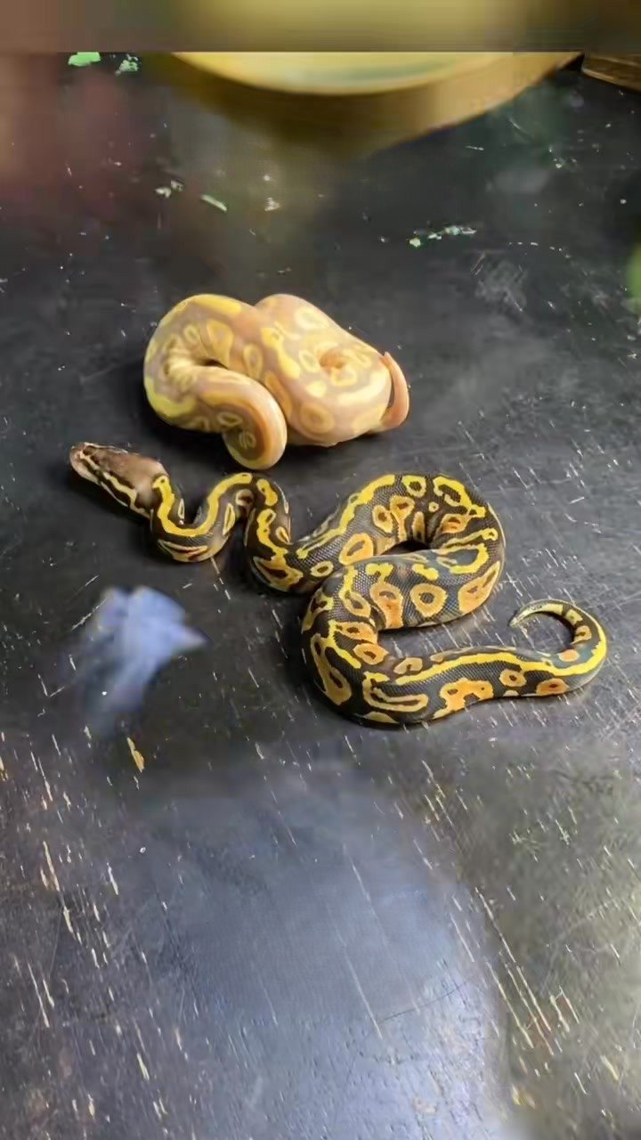 Baby snakes after their first shed