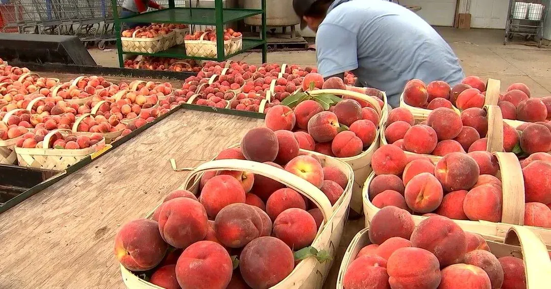 30 people share the countries and states with the best fruits and ...