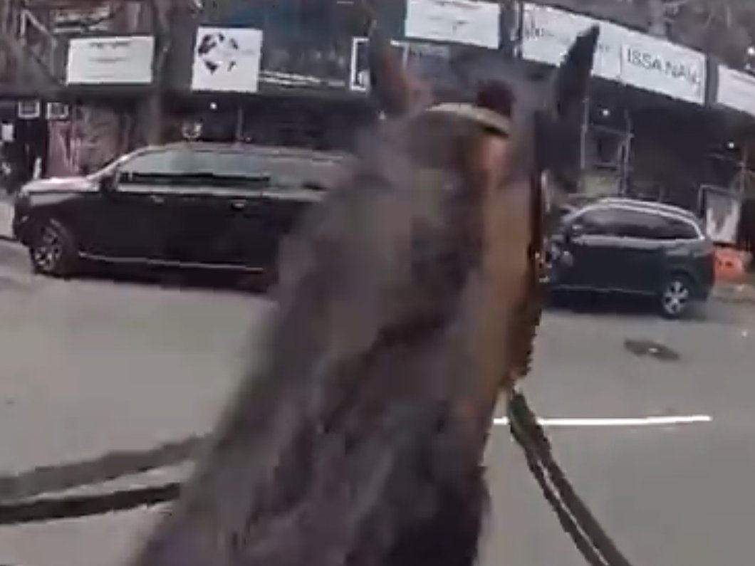 On horseback: Police officer and horse chase thief in New York
