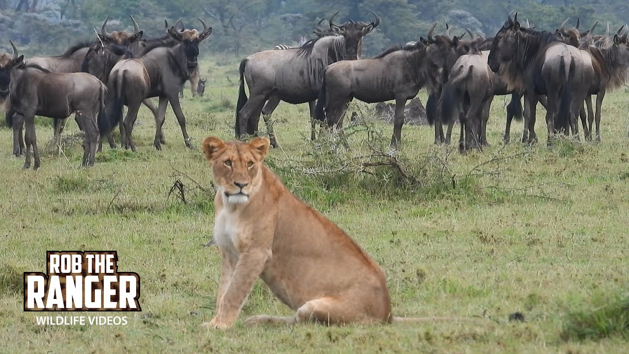 Lone lioness frightens gnus while looking for her wild pride