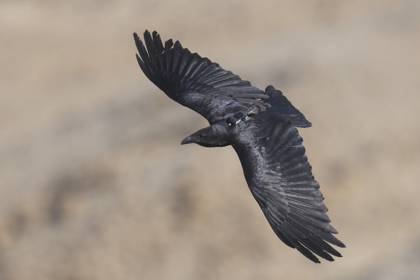 'Personality determines life or death': Bold ravens near humans die younger
