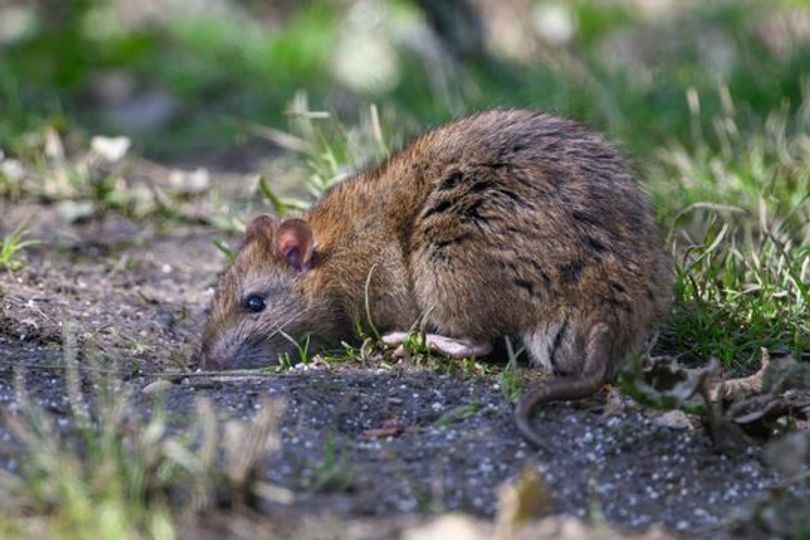 'Do not eat' warning as 25 items recalled over 'rodent contamination'