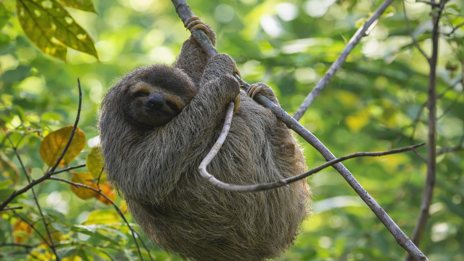 This animal moves slower than you think
