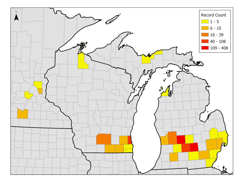 Invasive plant is blooming now, DNR asks Michiganders to look for it