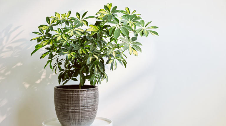 The simple way to turn a schefflera tree into a statement houseplant