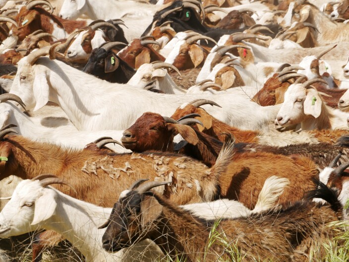 In Pasadena, a 600-goat herd is taking a bite out of fire fuel