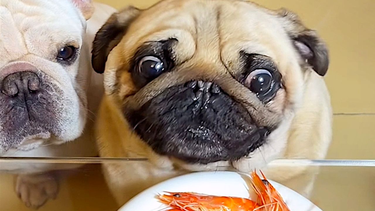 French bulldog can't contain excitement waiting for shrimp snack
