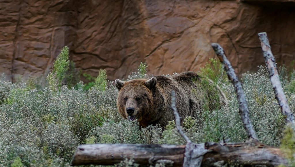 Chilling animal encounters in US forests caught on camera