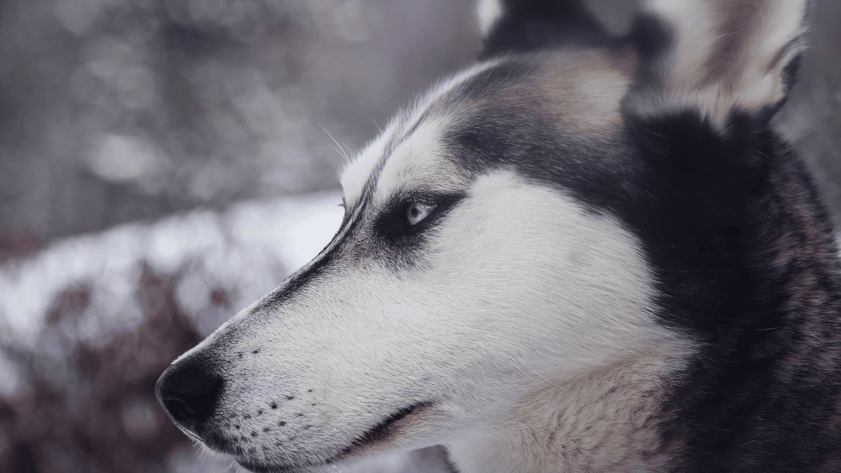 17 dog breeds that are the most abandoned in shelters (and why nobody ...
