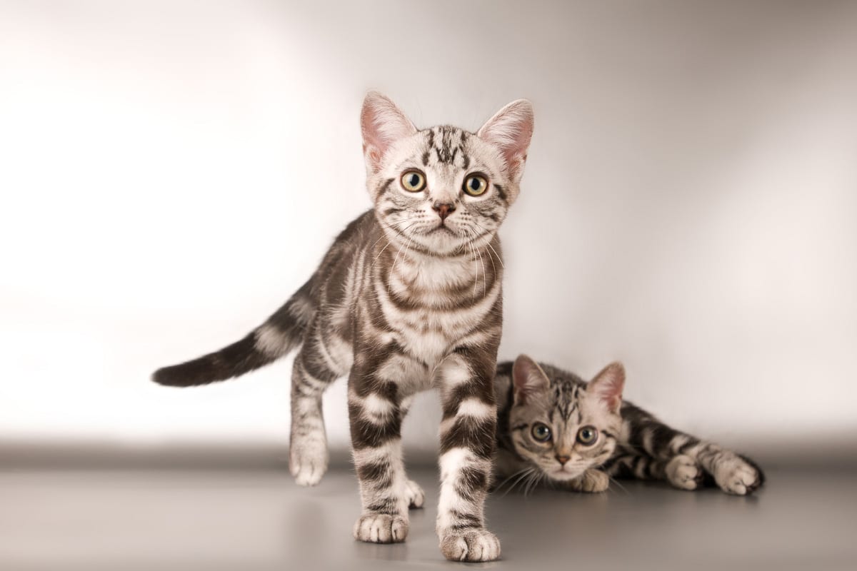 These cat breeds get called dumb — here’s what it really means
