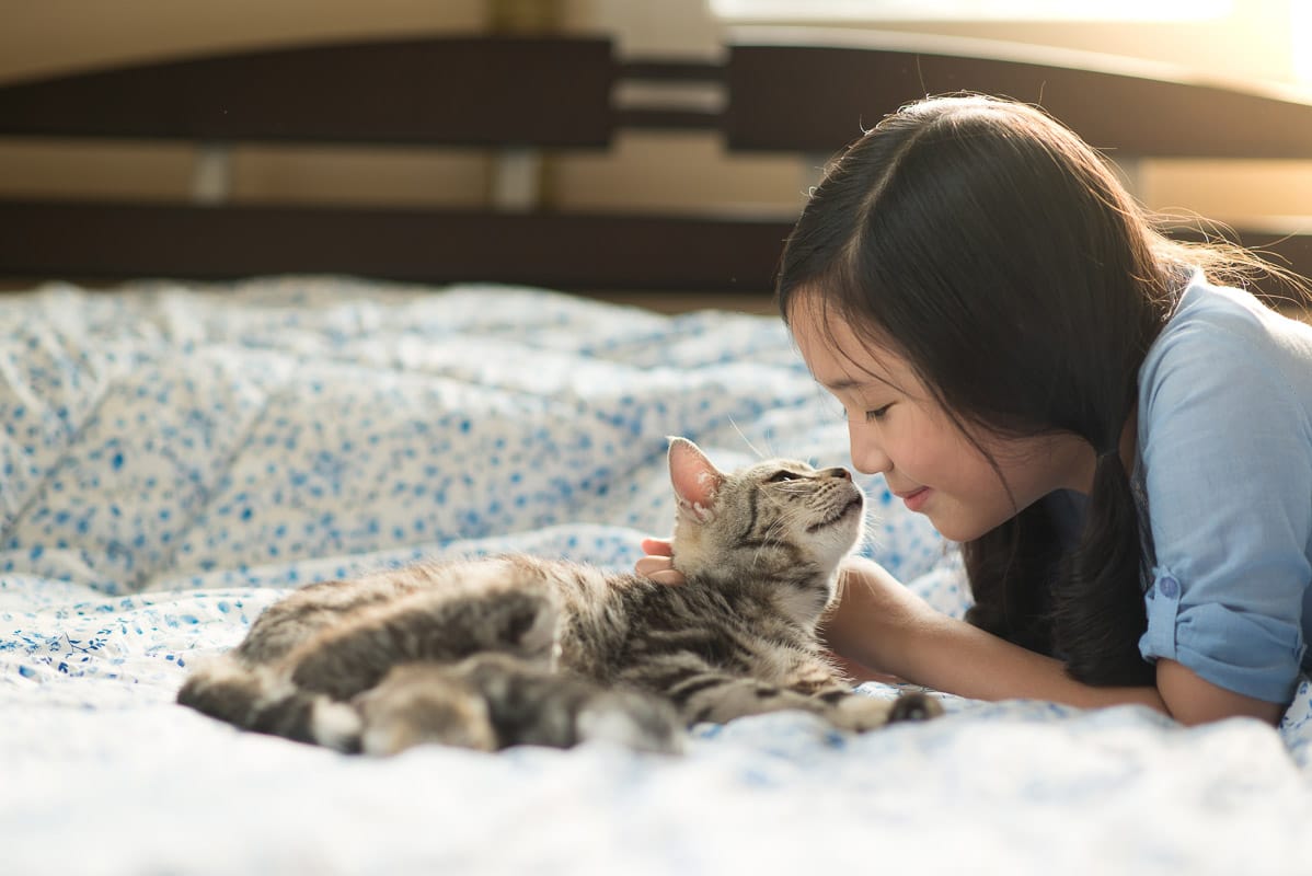 These cat breeds don’t just sit with you — they actually need to be close