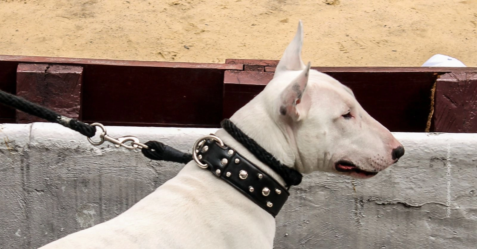 Tener perro en Colombia: estas son las conductas que debes cumplir para ...