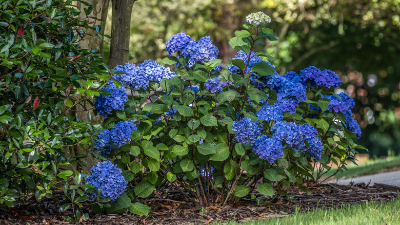 15 gorgeous flowering shrubs that thrive in the shade