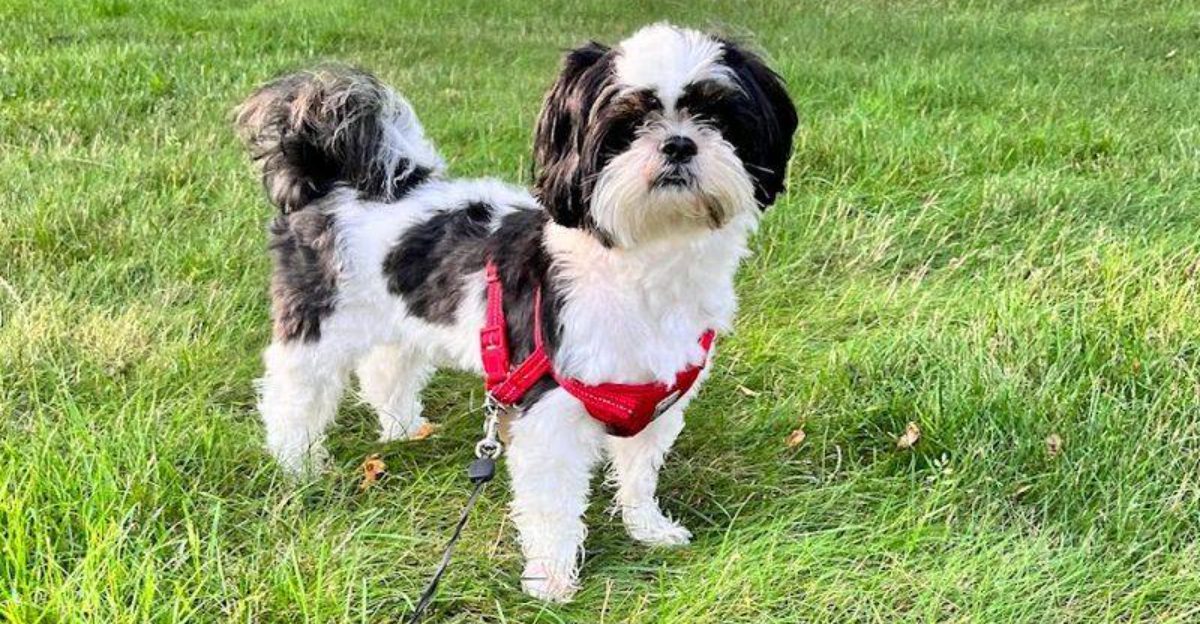 These 13 dogs are lovable but not known for intelligence