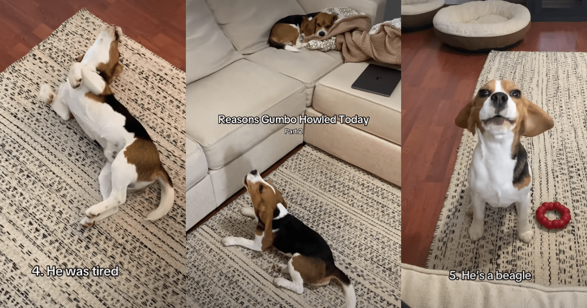 Owner reveals adorable & funny reasons behind dog's howling