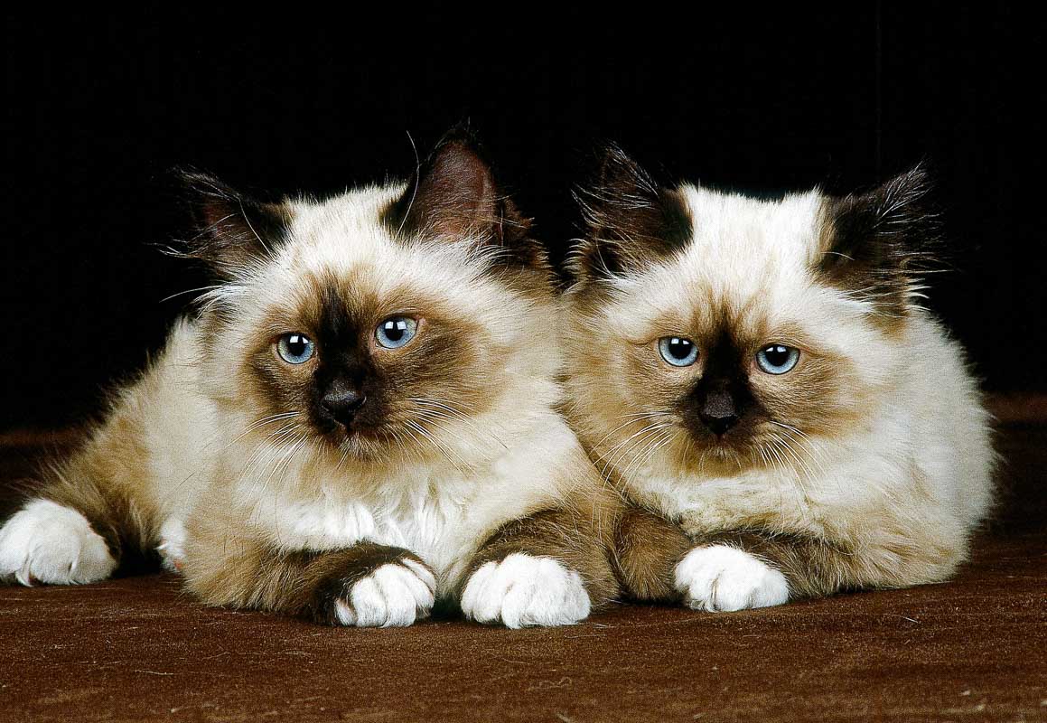 These cat breeds get called dumb — here’s what it really means