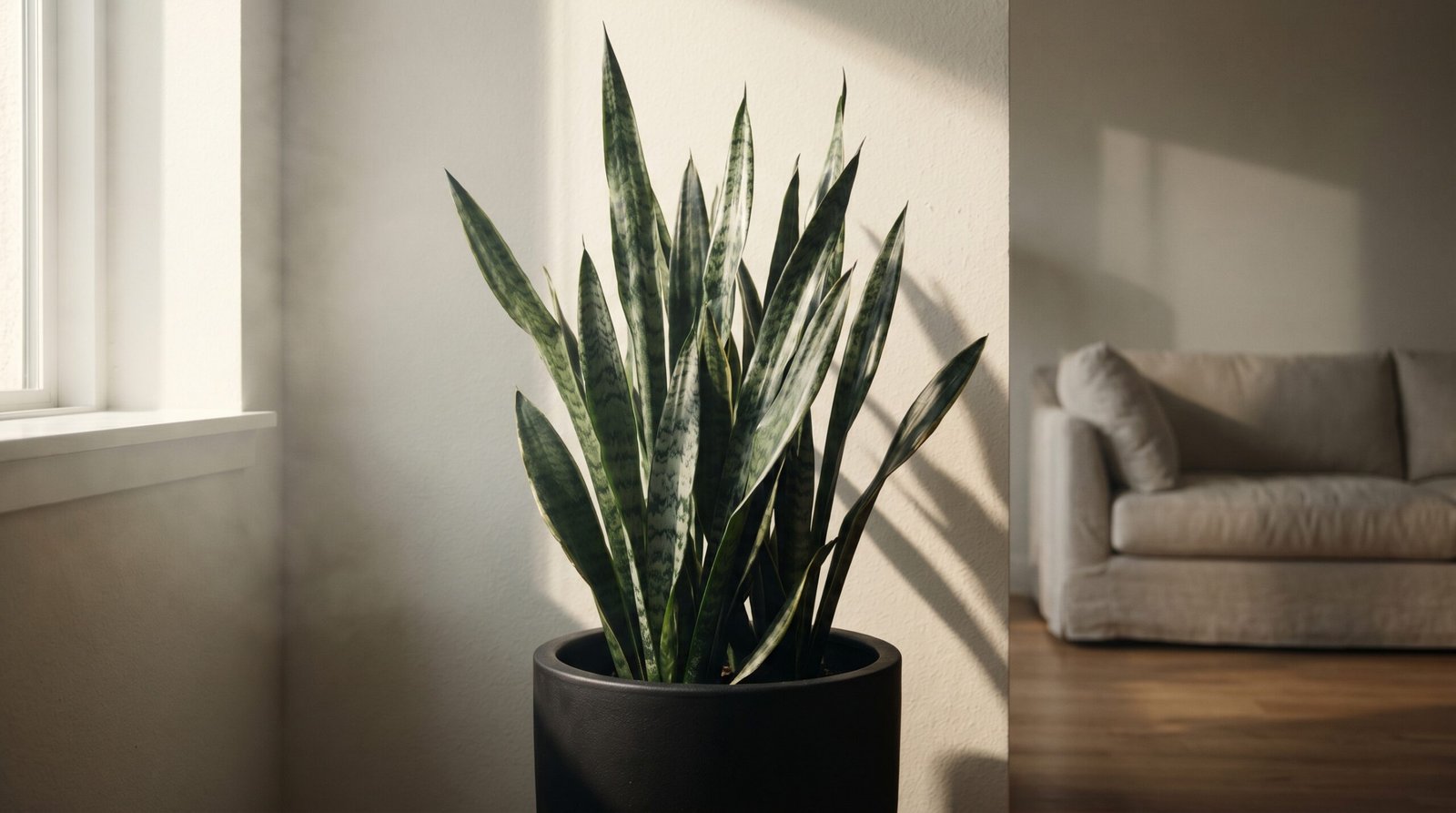 Top 8 low-maintenance houseplants for beginners in 2026